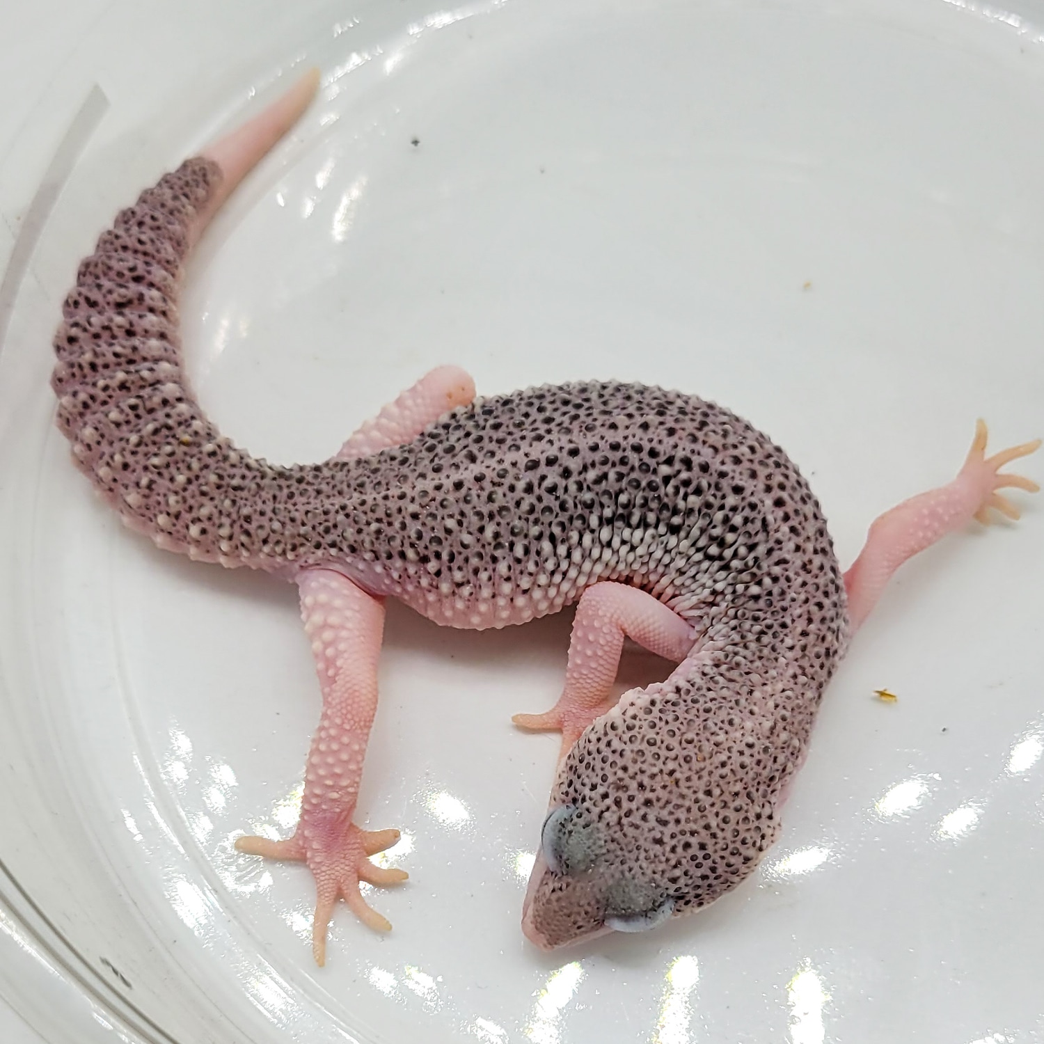 Super Giant Super Snow Eclipse Het Tremper Leopard Gecko by Kalico ...