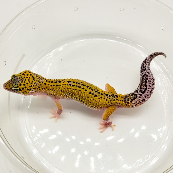 Super Giant Mack Snow Eclipse Het Tremper Leopard Gecko by Kalico Gecko