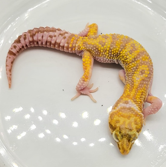 Super Giant Mack Snow Raptor Tremper Leopard Gecko by Kalico Gecko