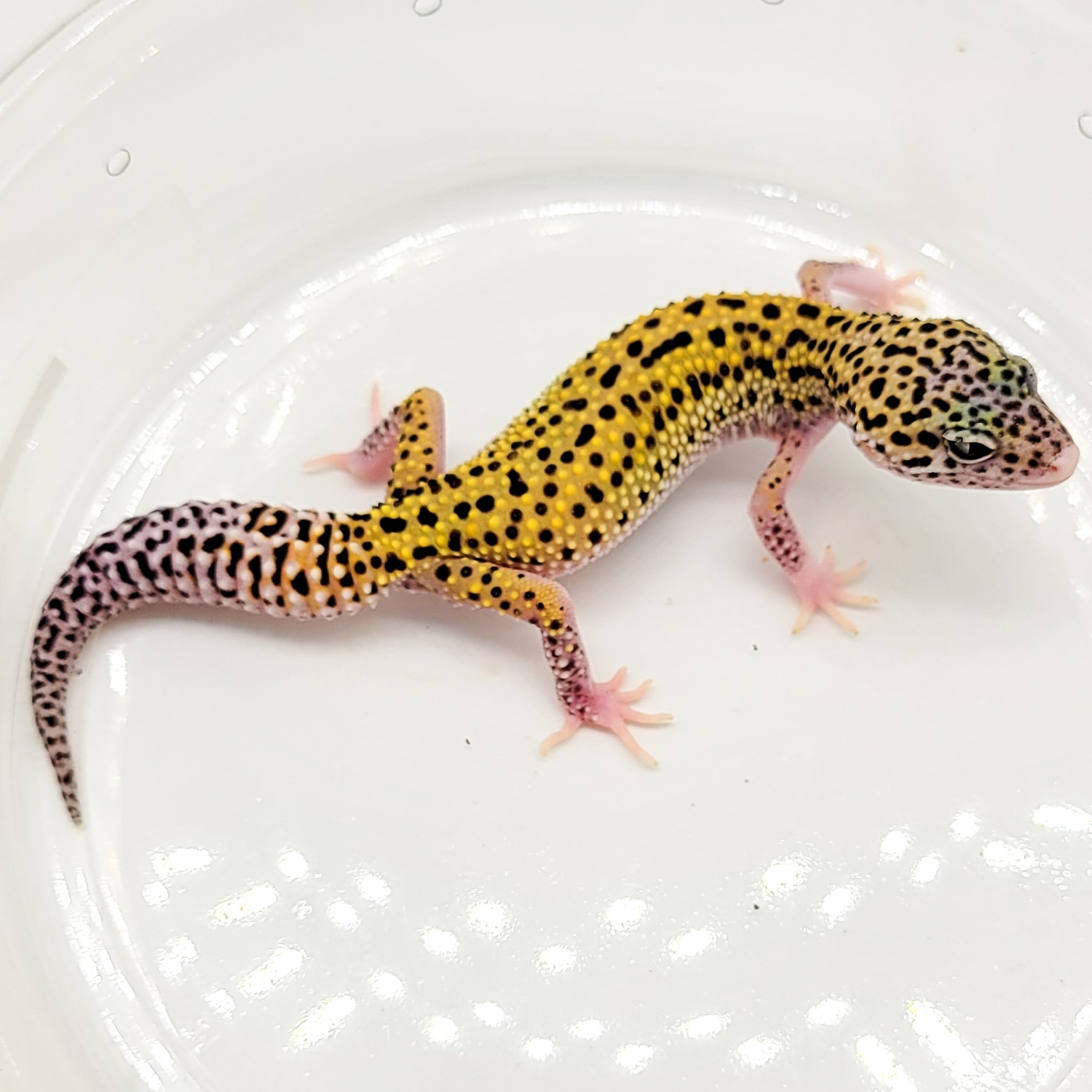 Super Giant Mack Snow Eclipse Het Bell Leopard Gecko by Kalico Gecko ...