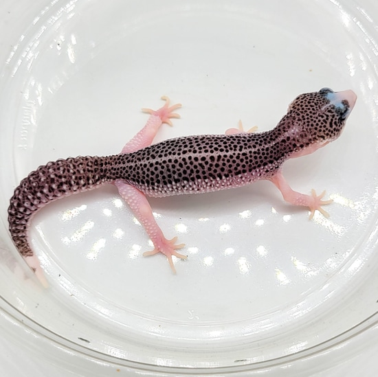 Super Giant Super Snow Eclipse Het Bell Leopard Gecko by Kalico Gecko