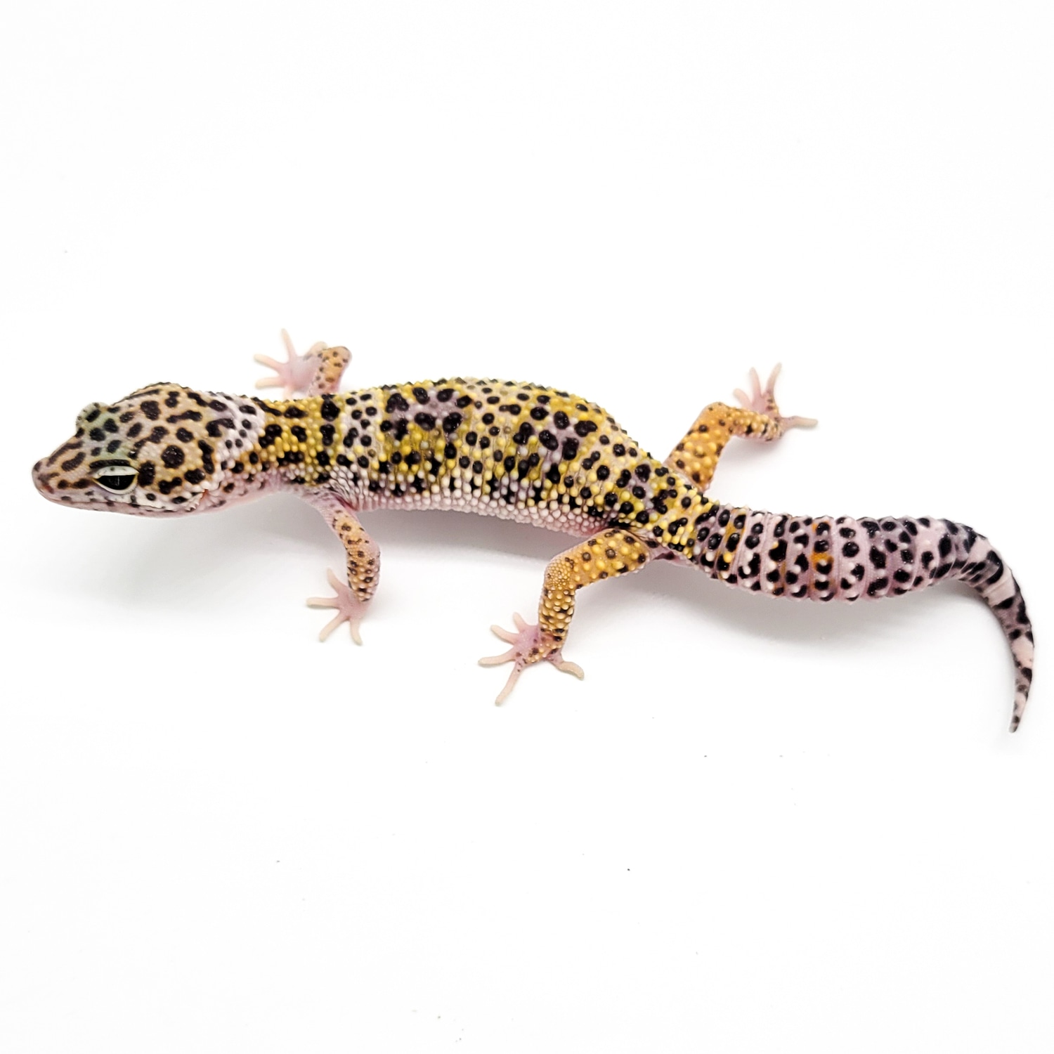 Kalico Gecko