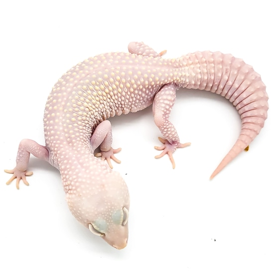 Super Giant Super Snow Radar Bell Leopard Gecko by Kalico Gecko