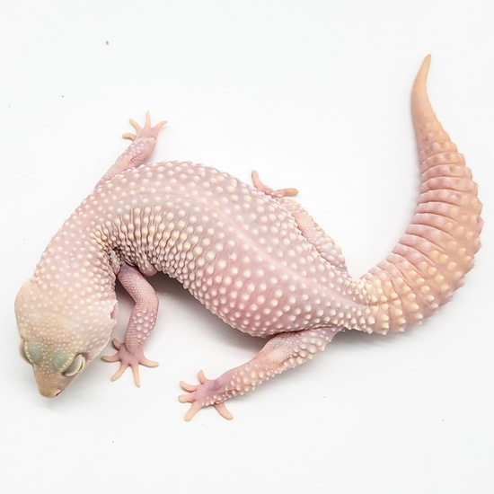 Super Giant Super Snow Radar Bell Leopard Gecko by Kalico Gecko