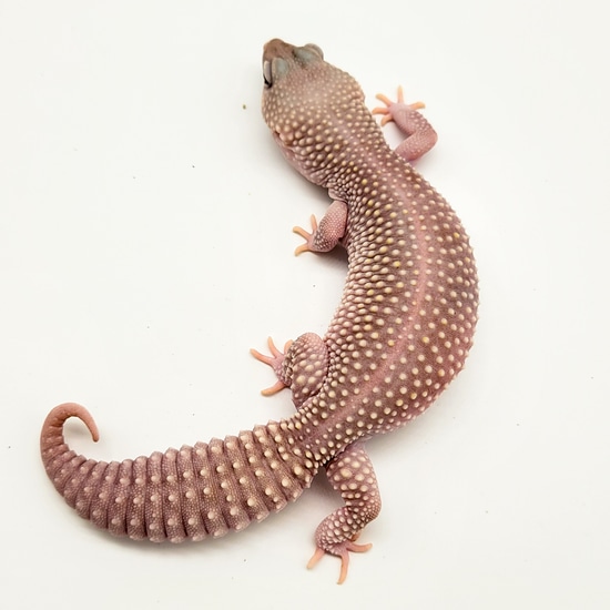 Super Giant Platinum Radar Bell Leopard Gecko by Kalico Gecko