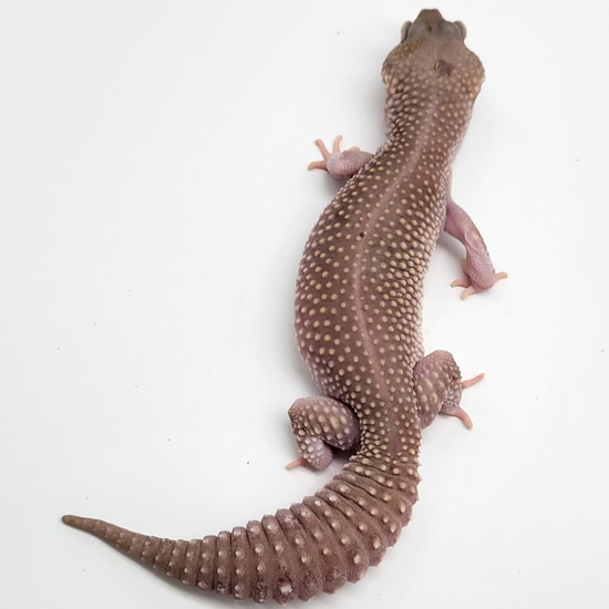 Super Giant Platinum Radar Bell Leopard Gecko by Kalico Gecko