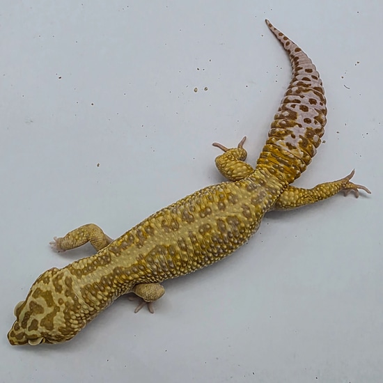 Super Giant Osiris WY High Contrast Emerine Het Eclipse Tremper Leopard ...