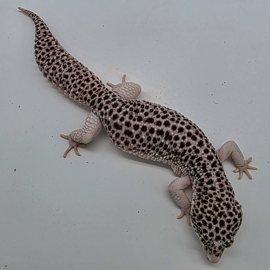 Super Giant Super Snow Eclipse Het Bell Leopard Gecko by Kalico Gecko