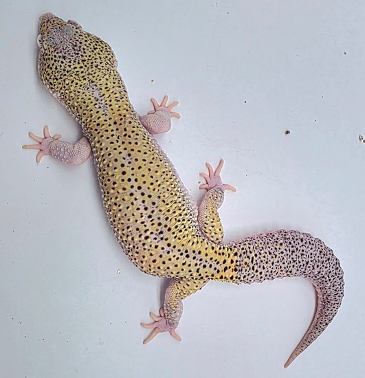 Super Giant Mack Snow Lavender Eclipse Het Bell Pair Leopard Gecko by ...