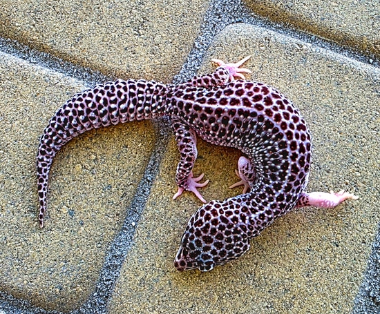 Super Giant Super Snow Eclipse Het Bell Leopard Gecko by Kalico Gecko