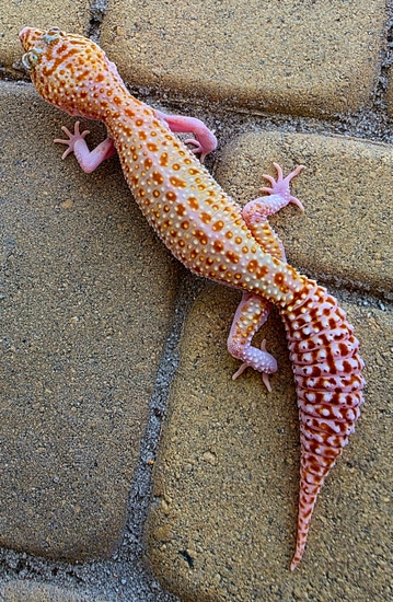 Super Giant Mack Snow Raptor Tremper Leopard Gecko by Kalico Gecko