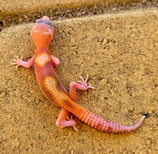 Super Giant Wy Mack Snow Raptor Tremper Ts Leopard Gecko by Kalico Gecko