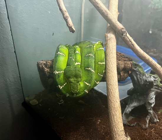 Emerald Tree Boa - Full Size Amazon Tree Boa by Vibrant Reptiles LLC