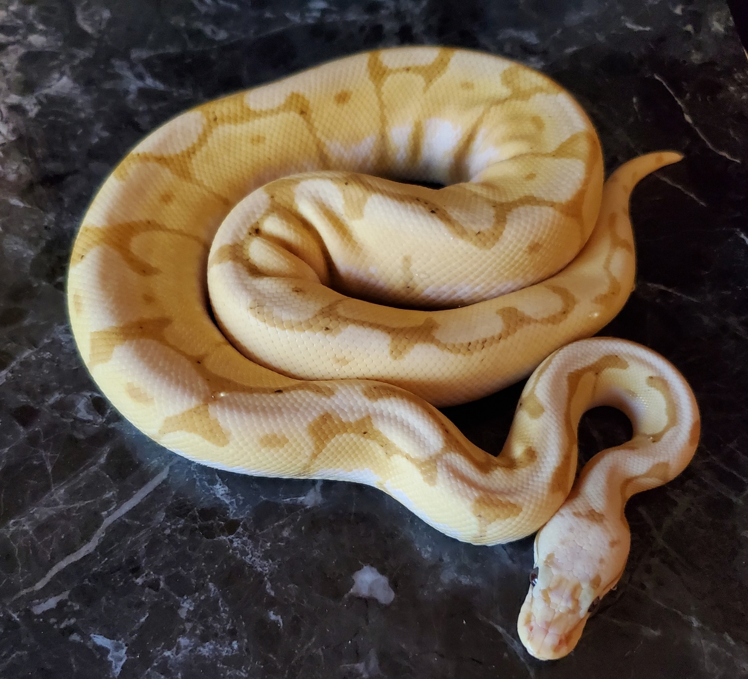 Banana Bumblebee Ball Python by Dreamballz - MorphMarket