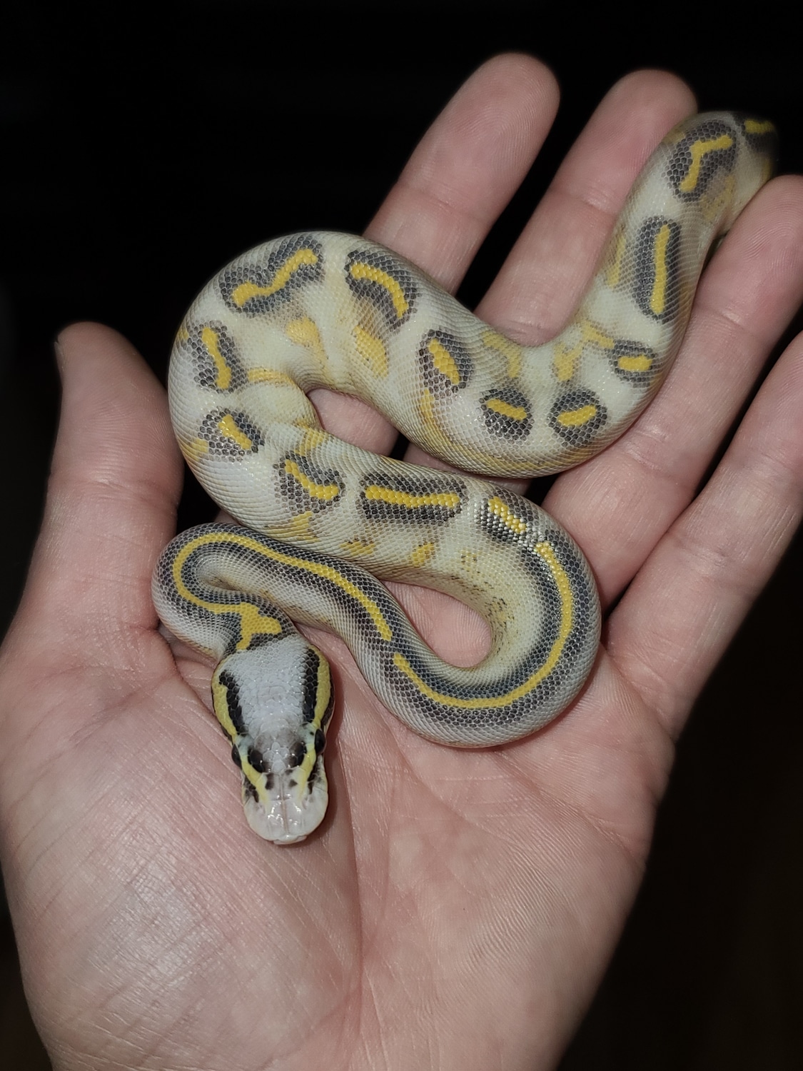 Pastel Highway Ball Python by Dreamballz - MorphMarket