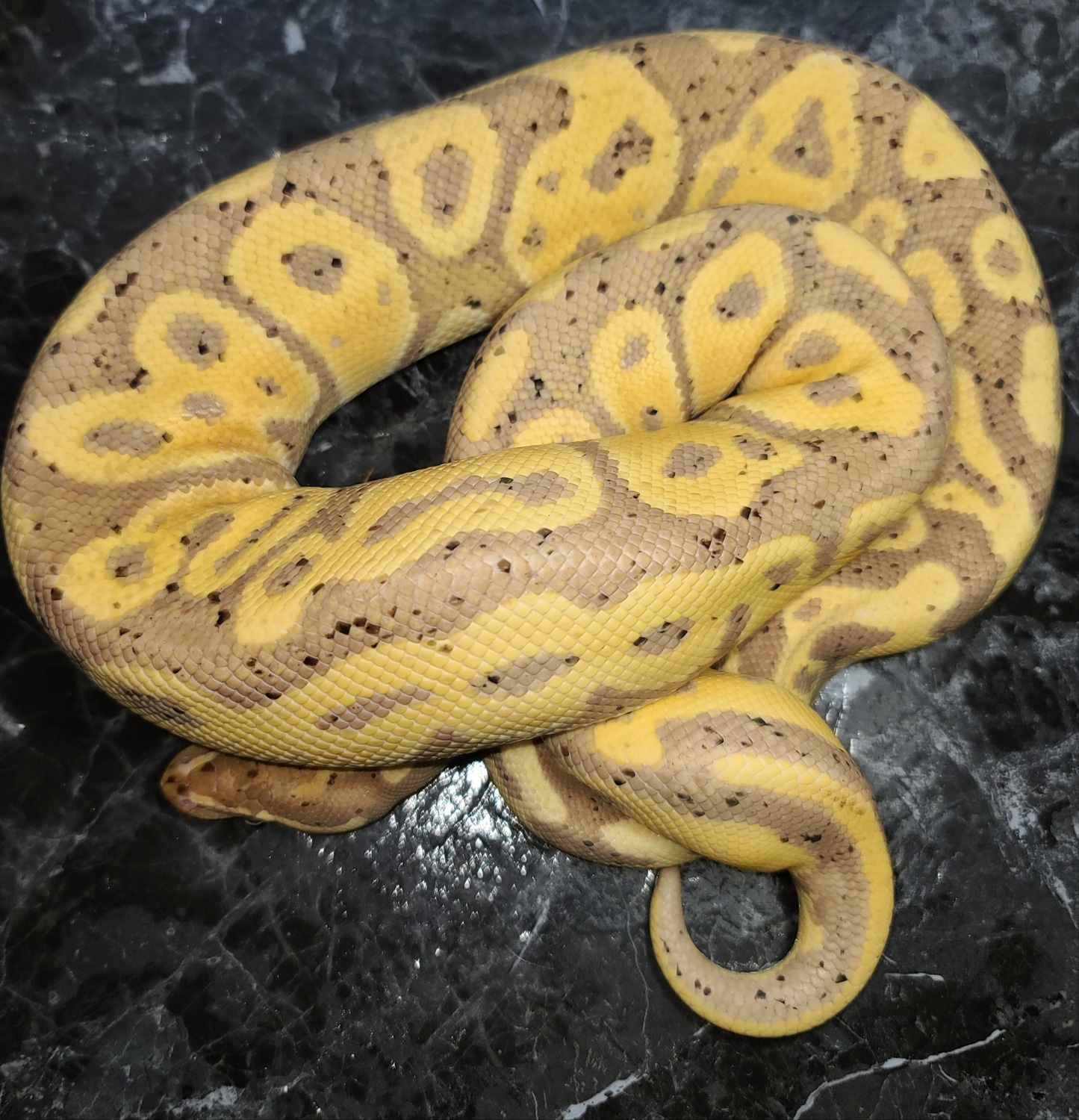 Banana Leopard (Possible Yellow Belly) Ball Python by Dreamballz ...