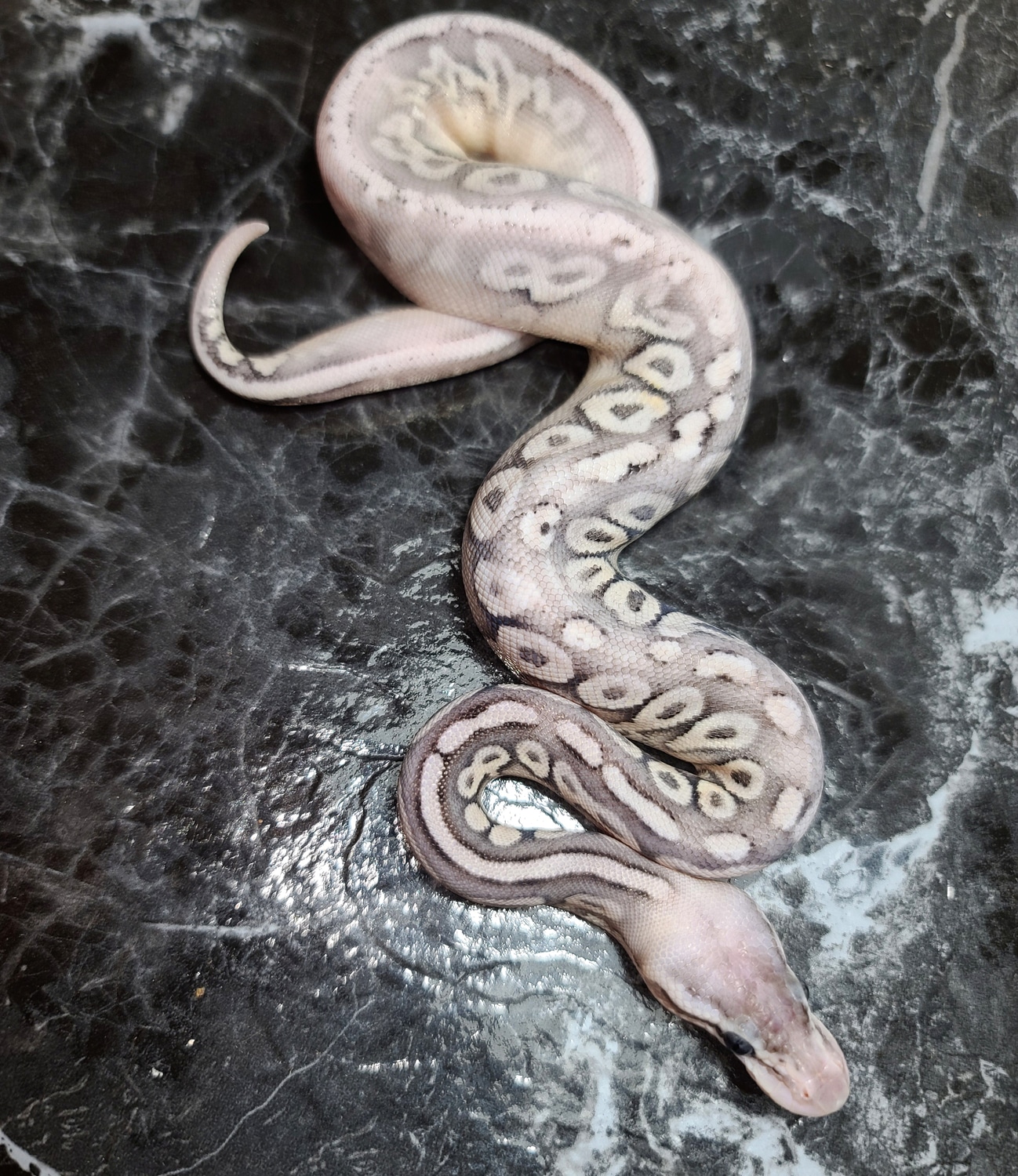 Super Pastel GHI Lesser Yellowbelly/Gravel Ball Python by Dreamballz ...