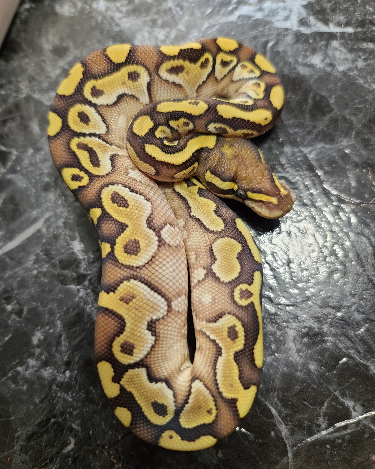 Pastel Lesser Yellowbelly Or Gravel Ball Python by Dreamballz - MorphMarket
