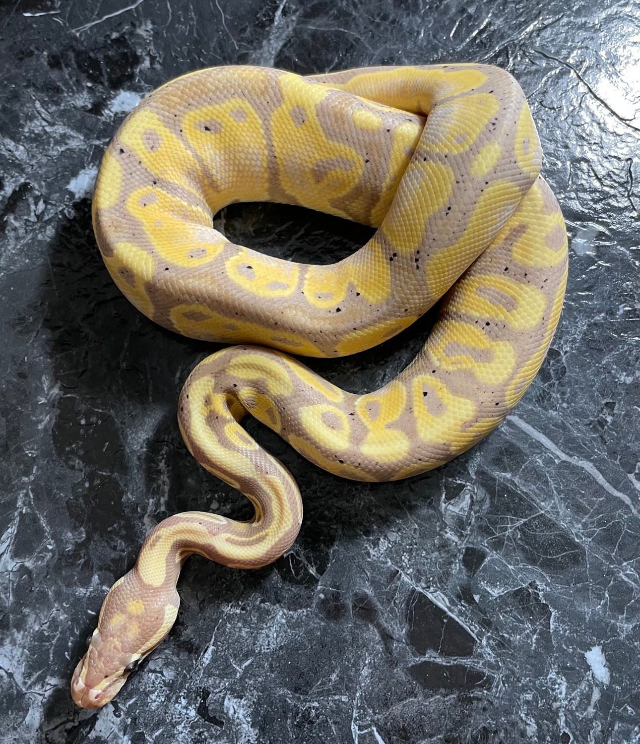Pastel Banana Yellow Belly 100% Het Pied Ball Python by Dreamballz ...