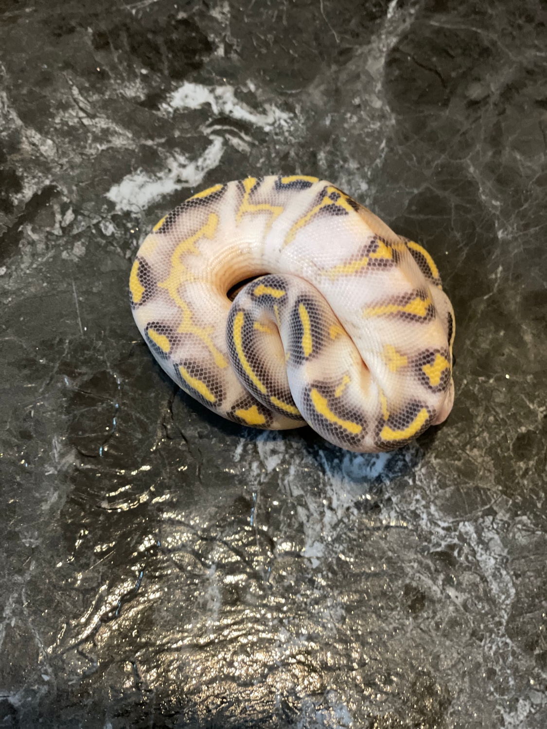 Pastel Highway Ball Python by Dreamballz - MorphMarket