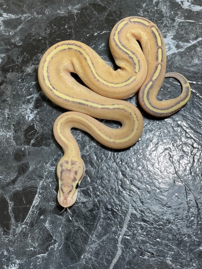 Puma Ball Python by Dreamballz