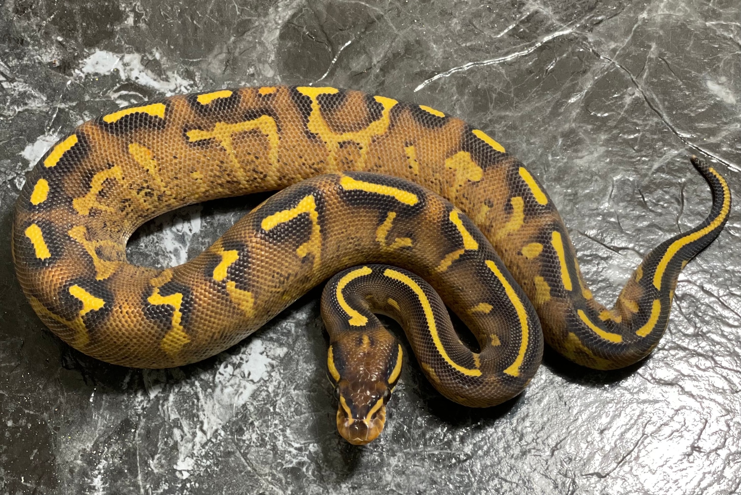 Super Gravel Ball Python by Dreamballz - MorphMarket