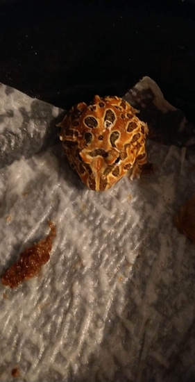 Coffee Pacman 2 Pacman Frog by Vicious Exotics