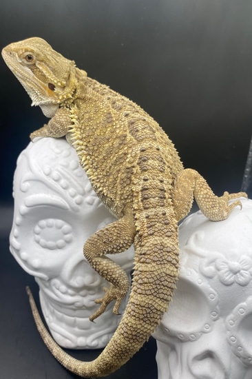 Male Juvenile Bearded Dragon Central Bearded Dragon by Vicious ...