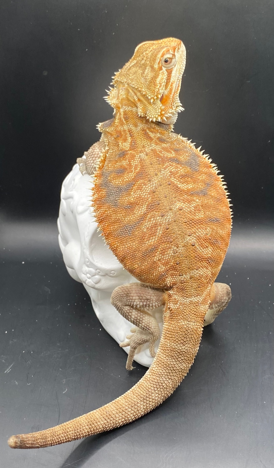 Het Zero Leatherback Red/Orange Bearded Dragon Male Central Bearded ...