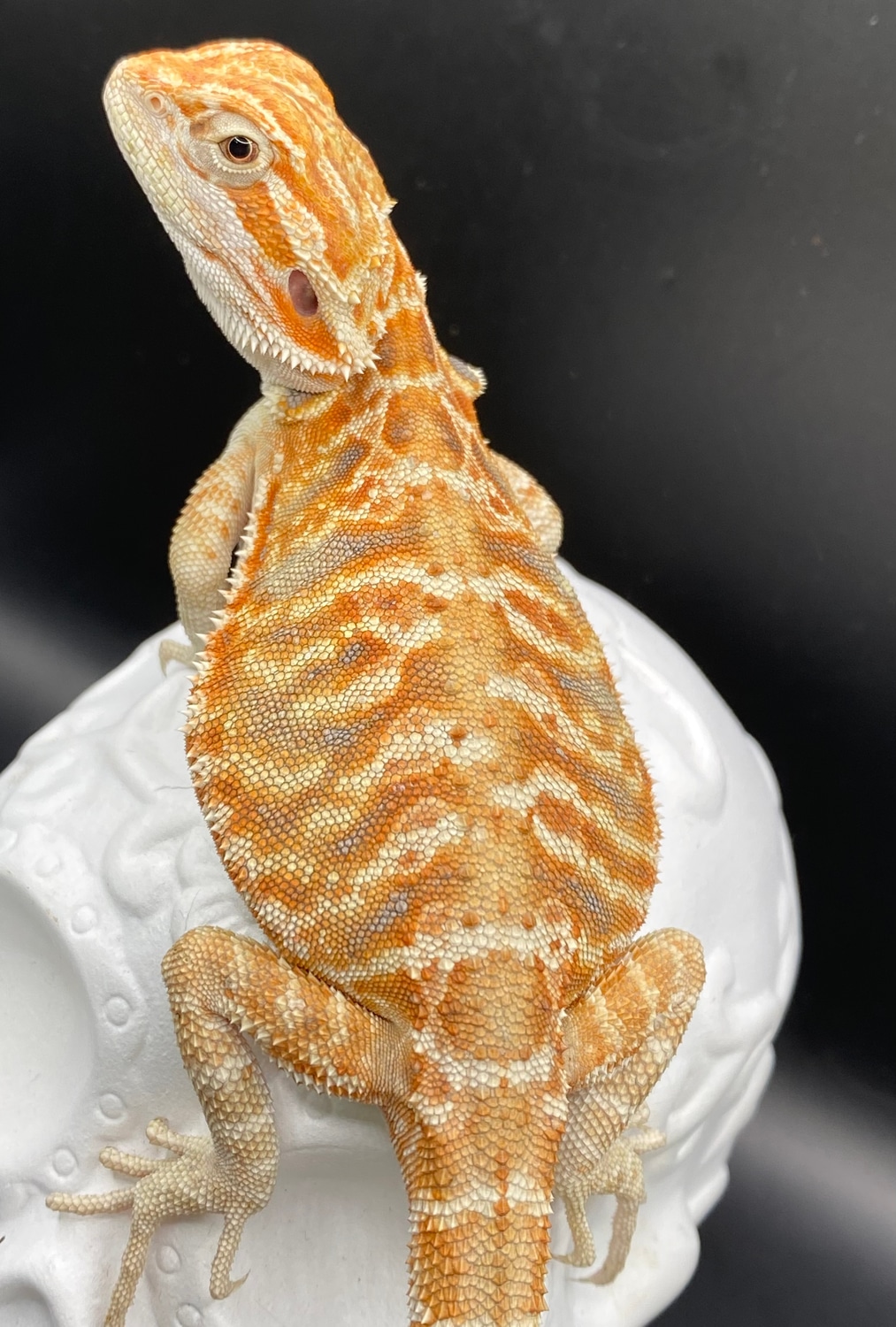 Hypo Leatherback Het Zero Possible Het Trans With Blue Bars Red Female ...