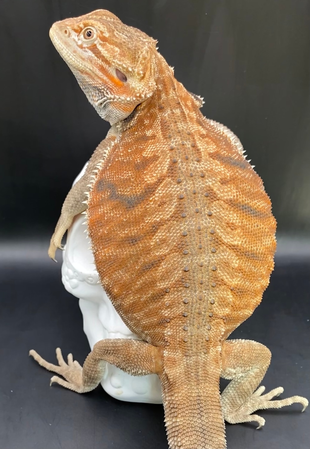 Leatherback Red Het Zero Het Hypo Pos Het Trans Double Het Bearded ...