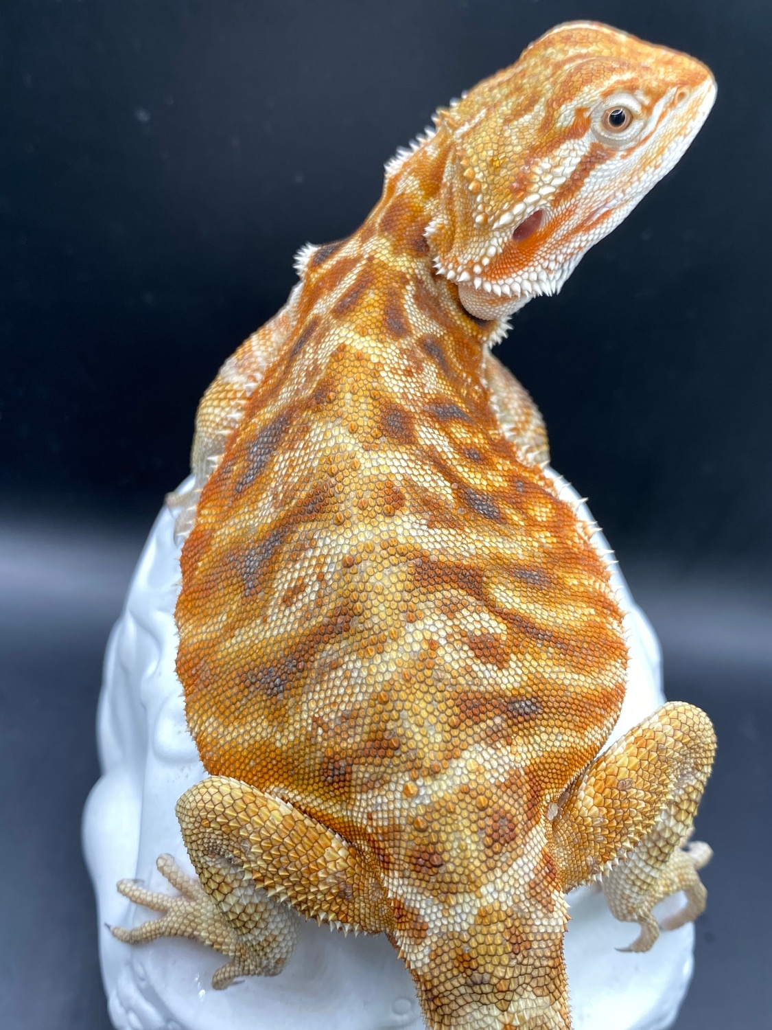 Het Zero Het Hypo Pos Het Trans Red Leatherback W/small Blue Bar Bars ...