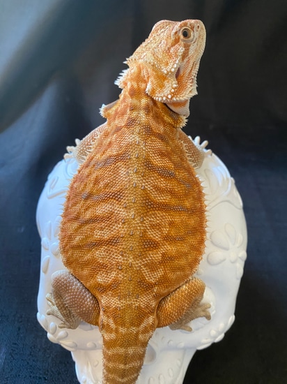 Red Orange Het Hypo Het Zero Pos Het Trans Leatherback Bearded Dragon ...