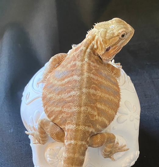 Hypo Het Zero Pos Het Trans Tiger Bearded Dragon Central Bearded Dragon ...