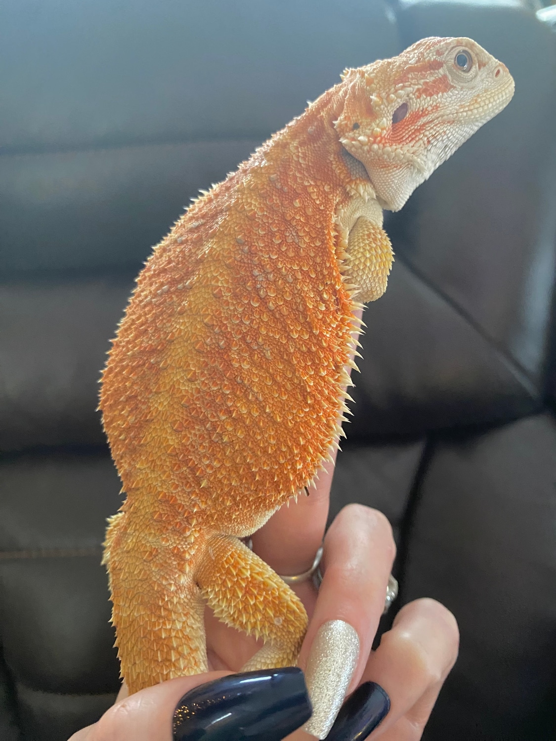 Bearded Dragon Hypo Het Zero Pos Hey Trans Orange Red Central Bearded ...