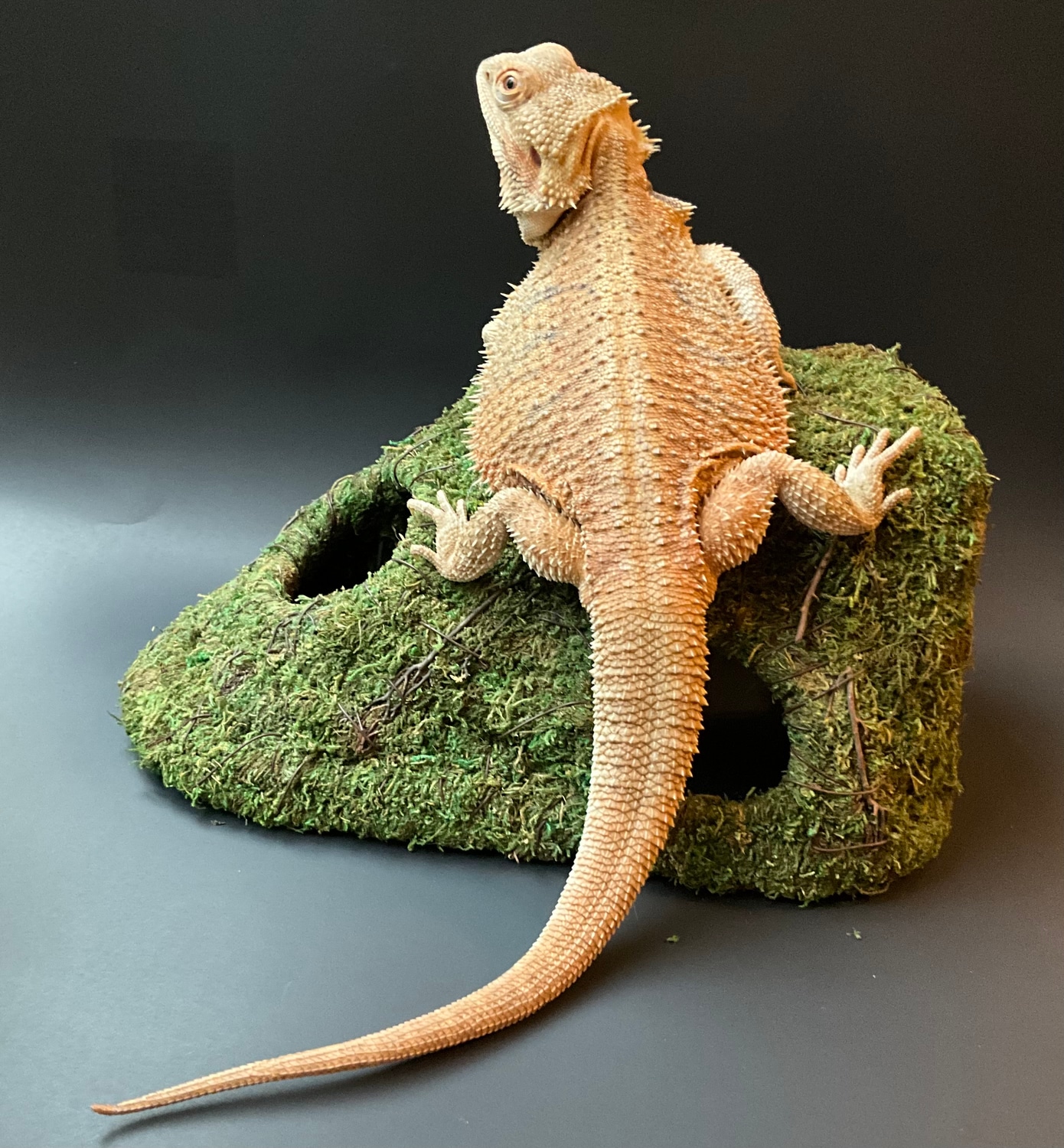 Hypo Het Zero Het Trans Orange Central Bearded Dragon by Vicious ...