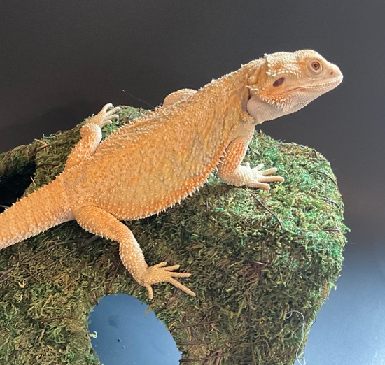 Hypo Citrus 66% Het Trans 66% Het Zero 50% Het Witblits Central Bearded ...