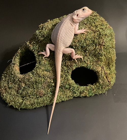 Hypo Trans Zero 50% Het Witblits Leatherback Central Bearded Dragon by ...