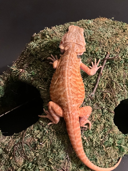 Hypo Trans 66% Het Zero 50% Het Witblits Orange/Red Leatherback Central ...