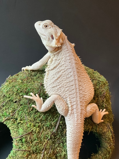 Hypo Zero 50% Het Witblits 66% Het Trans Central Bearded Dragon by ...