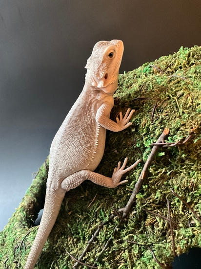 Het Hypo Zero 50% Het Witblits 66% Het Trans Leatherback Central ...