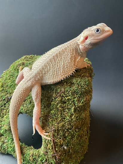 Hypo Trans Zero 50% Het Witblits Central Bearded Dragon by Vicious ...