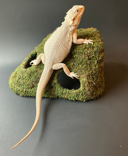 Hypo Zero 50% Het Witblits 66% Het Trans White Central Bearded Dragon by Vicious Abominations ...