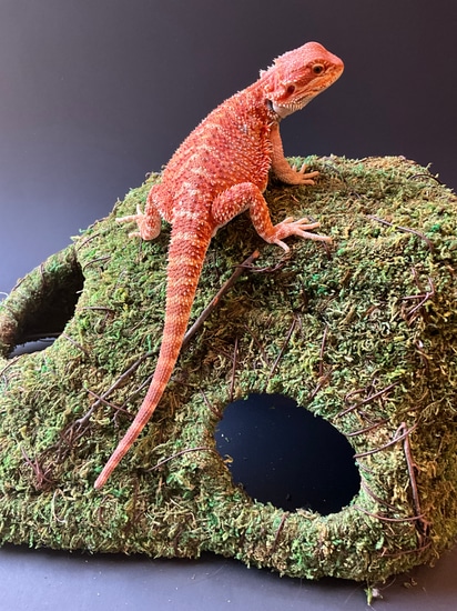Hypo 50% Het Witblits 66% Het Zero 66% Het Trans Red Orange Bearded ...