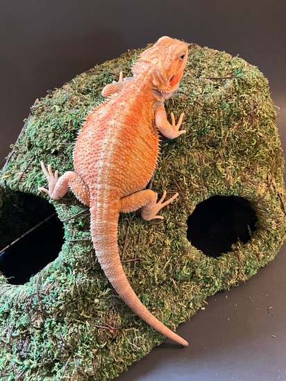 Hypo Trans 50% Het Witblits 66% Het Zero Orange Citris Red Central ...