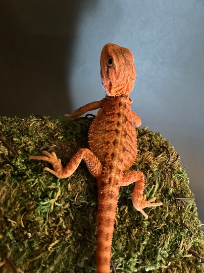 Het Hypo Trans Red/Orange Bearded Dragon Central Bearded Dragon by ...