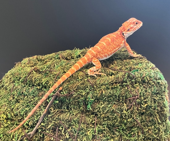 Hypo Het Trans Orange/Red Central Bearded Dragon by Vicious ...