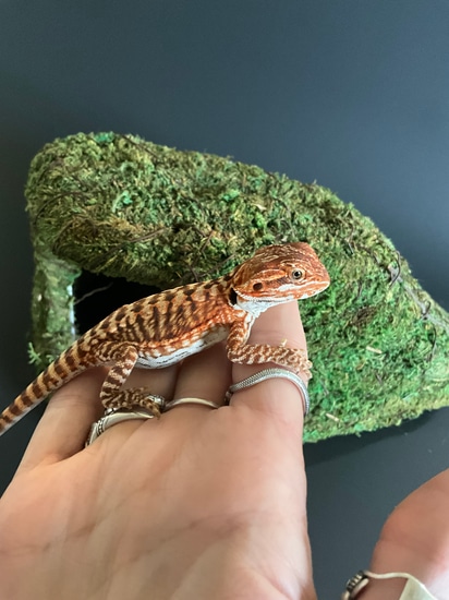 Het Hypo Het Trans Leatherback Red/Orange Central Bearded Dragon by ...