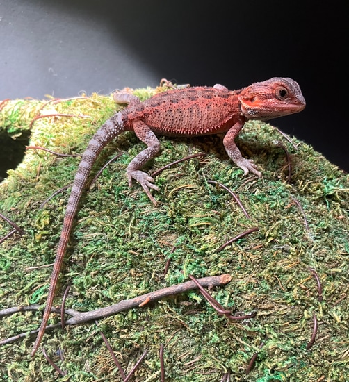 Het Hypo Trans Red/Orange Tiger Central Bearded Dragon by Vicious ...