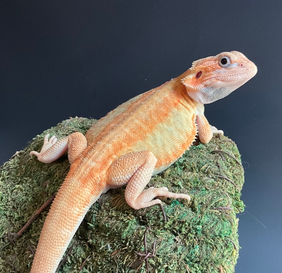 Hypo Trans 66% Het Zero 50% Het Witblits Orange/Yellow Citrus ...